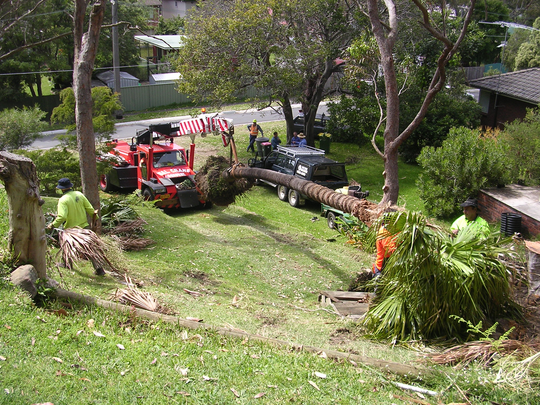 Transplanting and Relocation – The Arborist Network