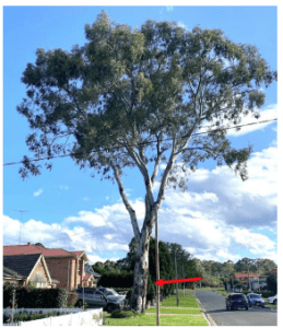 Culturally modified trees – dispelling the myths – The Arborist Network