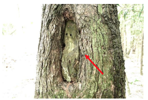 Culturally modified trees – dispelling the myths – The Arborist Network